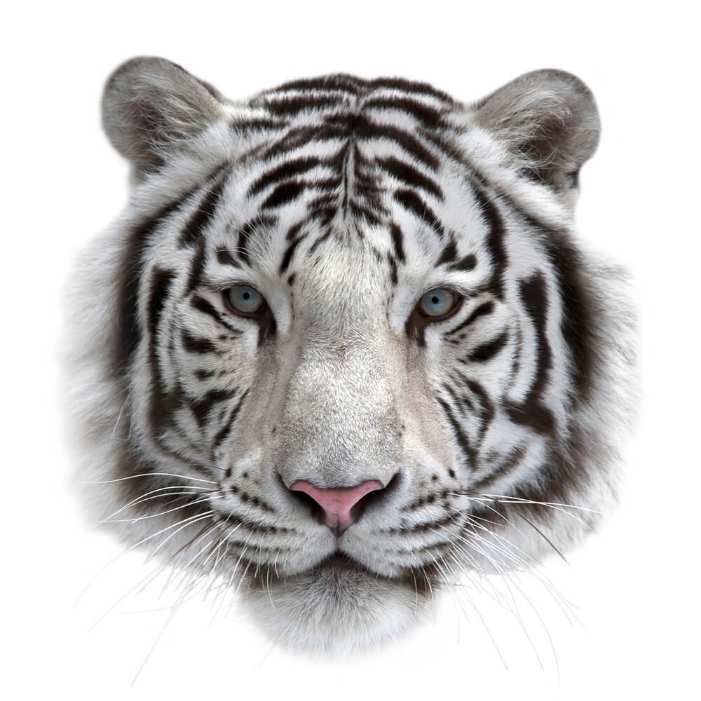 Conversation Starter What Does It Mean When An Animal Is Endangered
