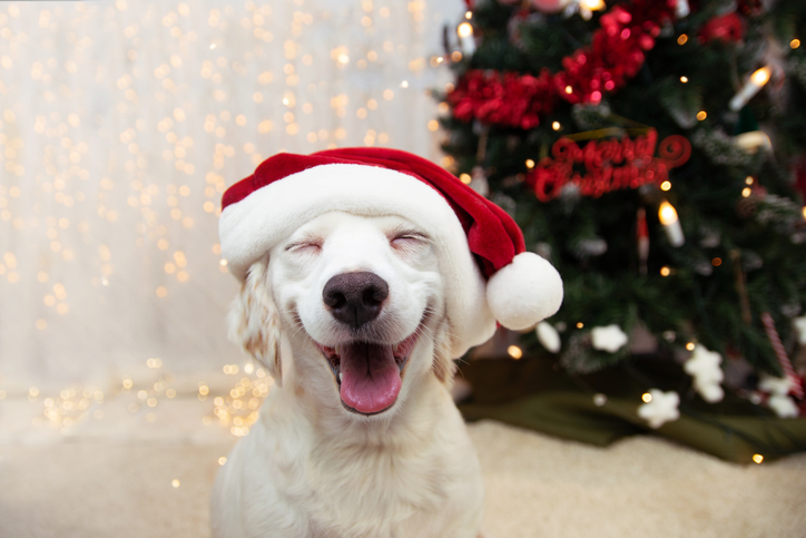 Cute Christmas Names For Pets