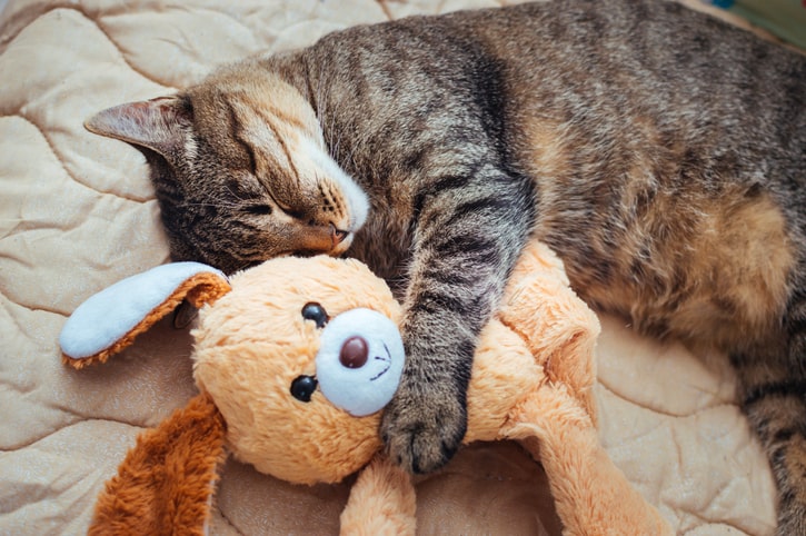 30 Cute Pet Names for Your Furry Friends - FamilyEducation
