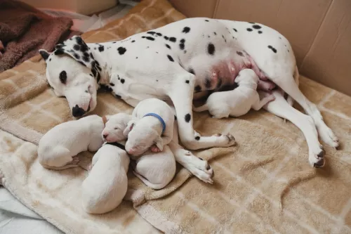 Backyard Breeder Warning Signs: What to Know Before You Get a Dog ...